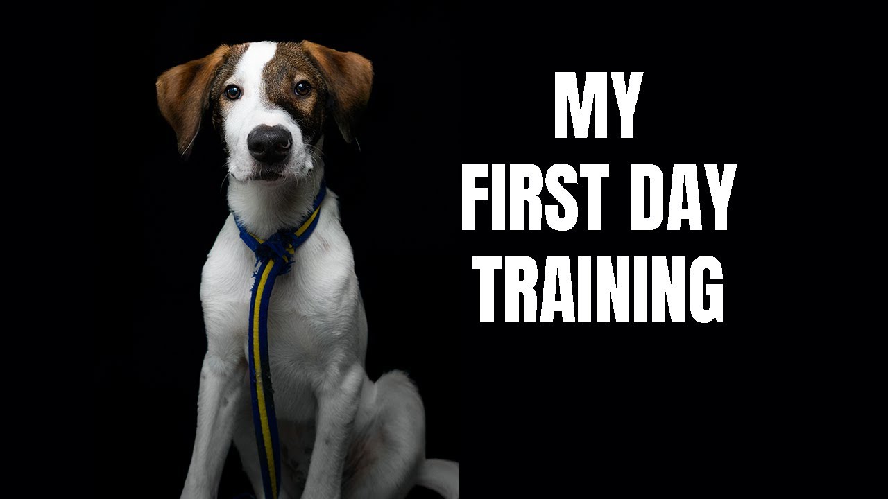 rocky first day training - YouTube
