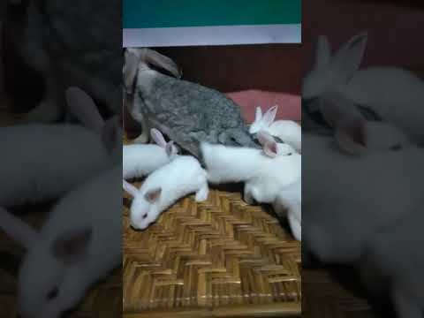 cute 9 baby bunnies...