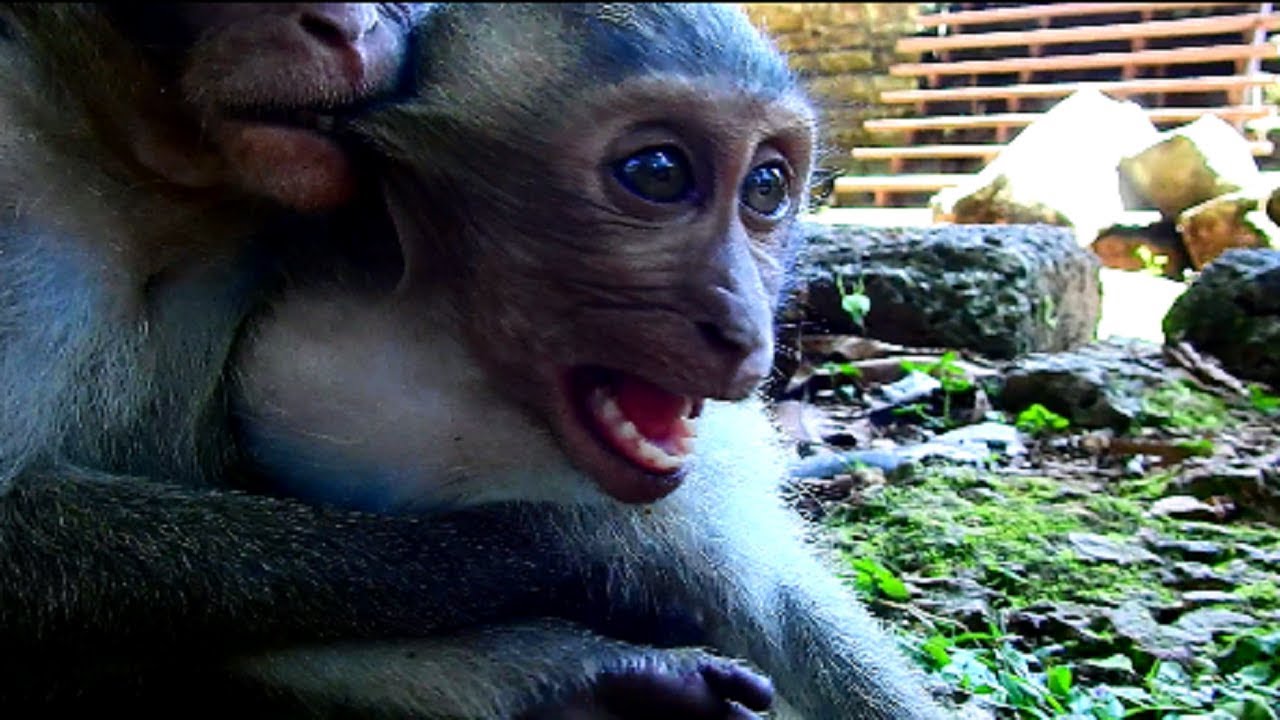 Oy mum !!Why Duke angry so much , Duke shouting so terrify, What happen ...