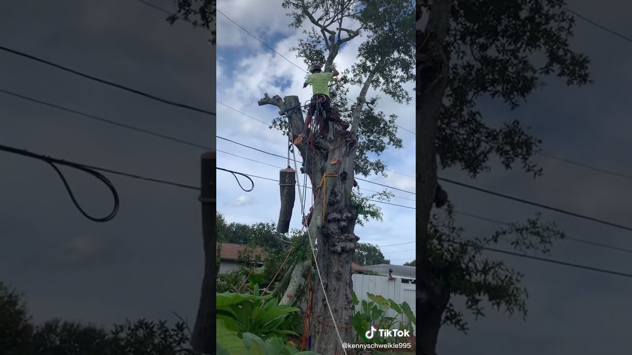 Snubbing / catching Oak log with double-whip + Safebloc setup #solo rigging - YouTube