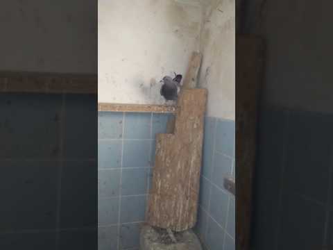 Güvercinlerin son durumu (info videosu)