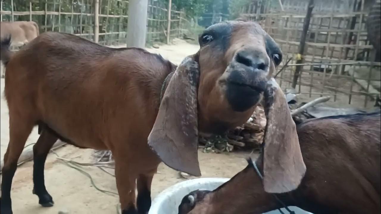 vital Goat - YouTube