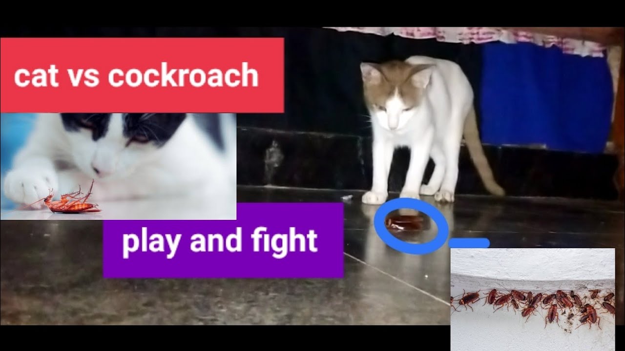 cat vs cockroach......🐈🐈🐈🐈 cats play & fight with cockroach*** cat eats cockroach!!! - YouTube