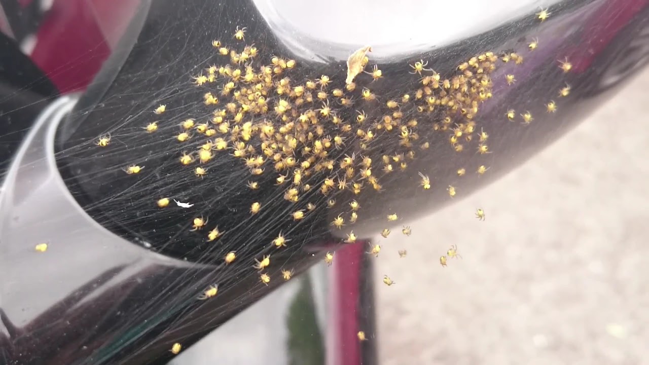 Hundreds of baby spiders exploding on my wife's car! - YouTube