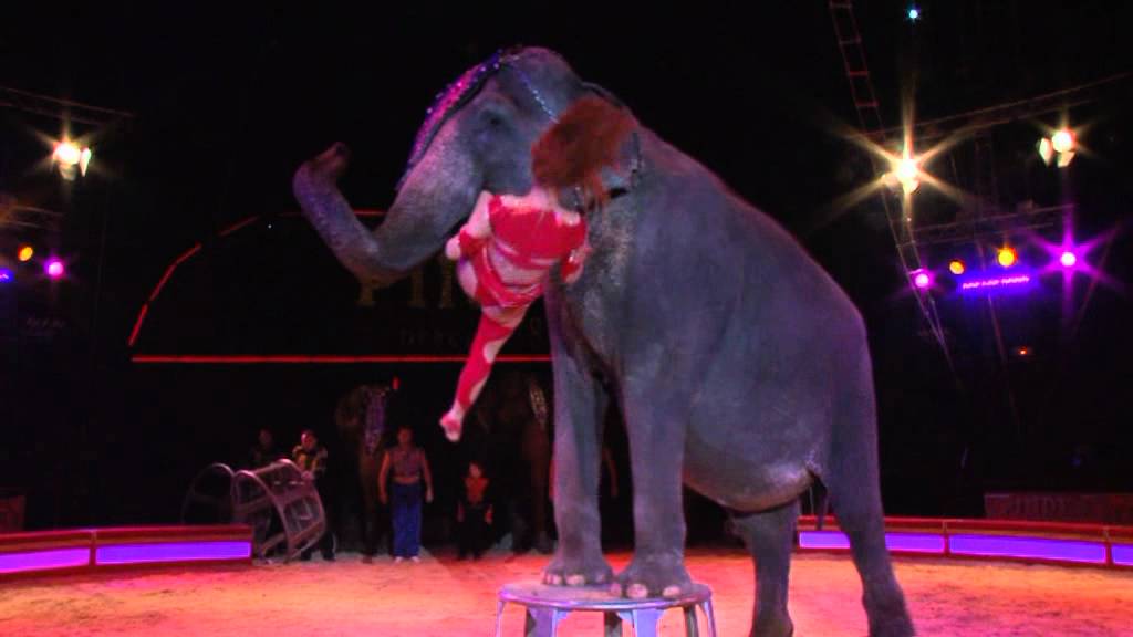 Les éléphants du Cirque Pinder - YouTube