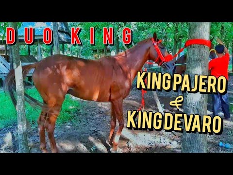 Kuda Balap King Pajero dan King Devaro || Pacuan Kuda Part 1 - YouTube