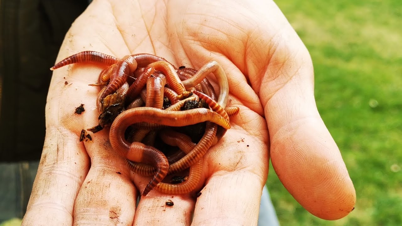 El Lombricero - Pie de cría. Visualiza cómo debe ser la lombriz para ...