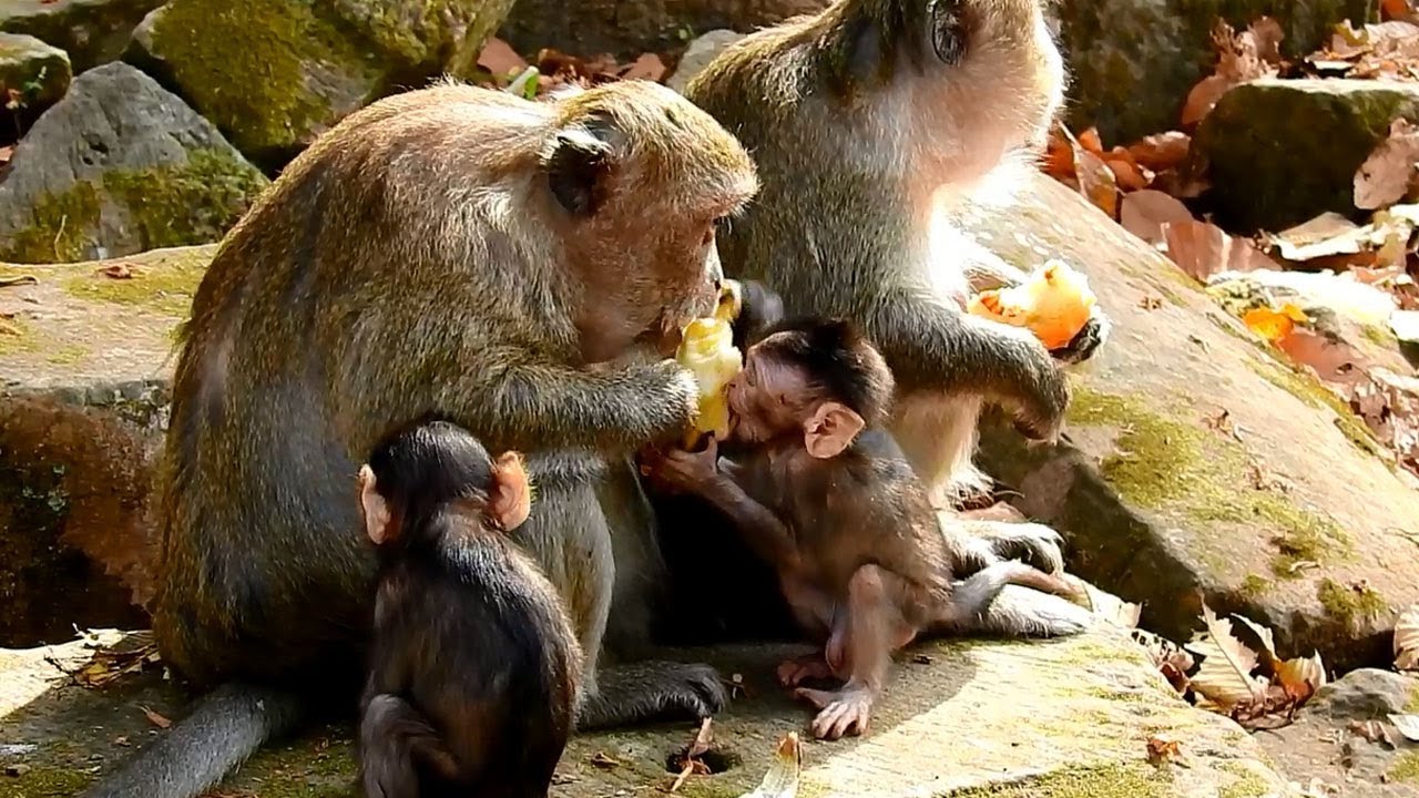 Very brave baby Dustin eating banana with Daisy | What happen to Dustin ...