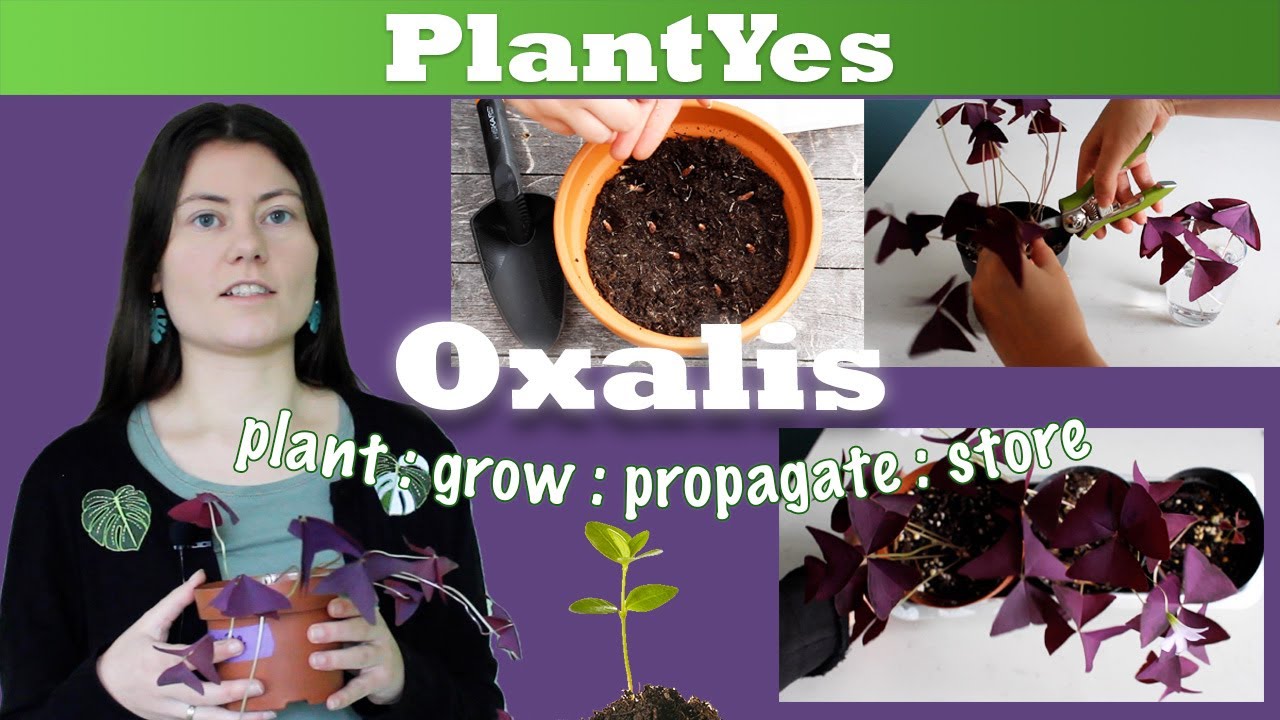 Oxalis triangularis - Planting, Propagation and Corm harvest ☘️ step by ...