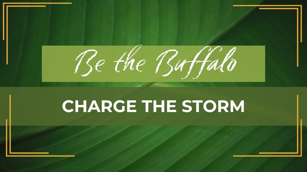 Be the Buffalo: Charge the storm and don't let your fears take over ...