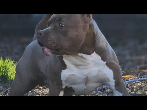 Let's Look At The Hard Cut American Bully Studs!💯🔥🔥#americanbully # ...