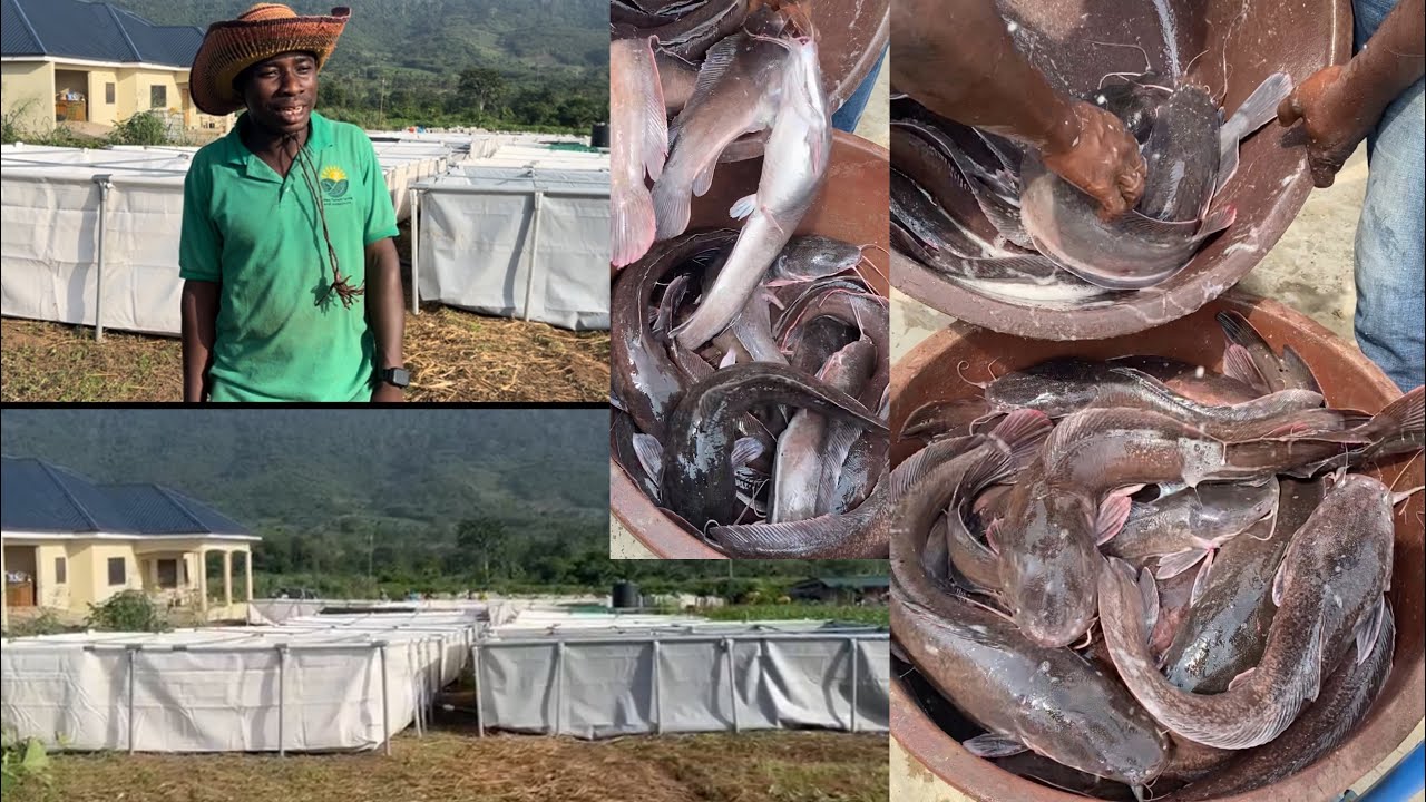 LEARN TECHNICS IN MOBILE FISH FARMING - YouTube