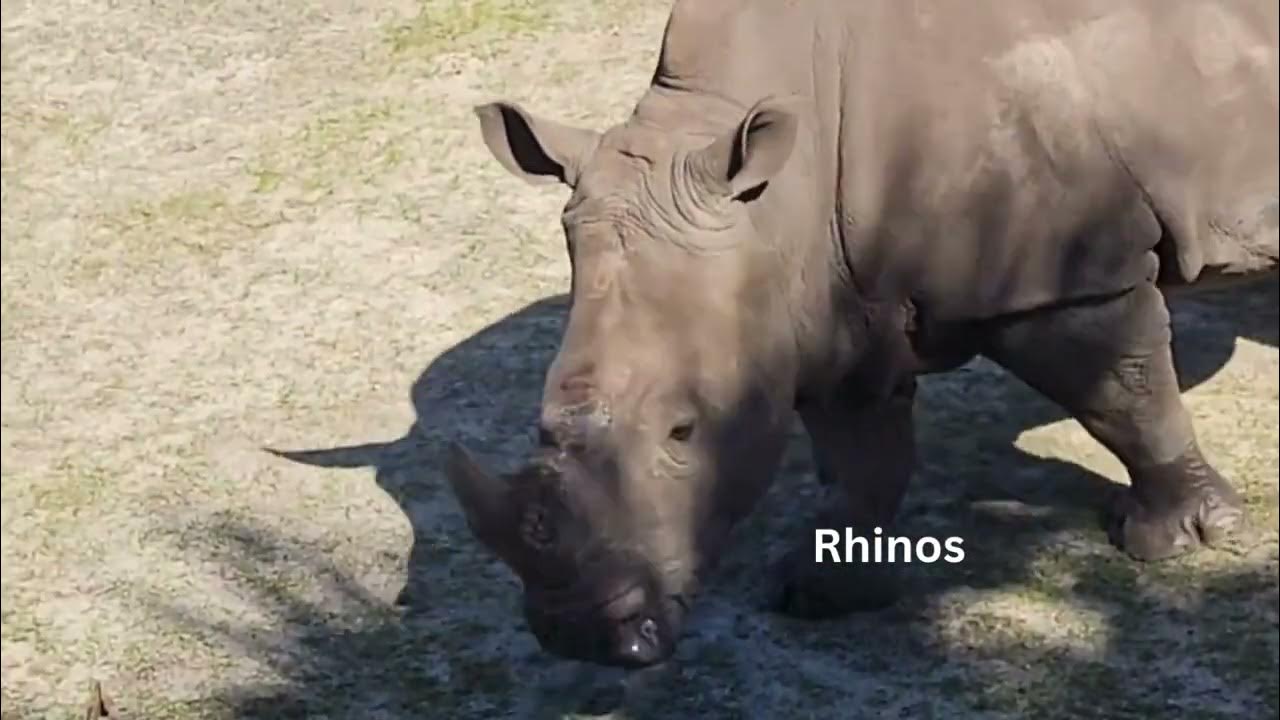 Python snake/Rhinos/Giraffe - YouTube