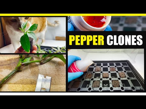 HOW TO CLONE a Pepper Plant from Cuttings | Easy Propagation Method for Success every time