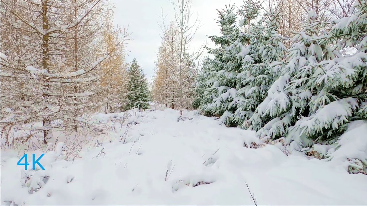 Snow Walk in Winter Forest Relaxing Snow Calming Snow Walk sound 4K ...