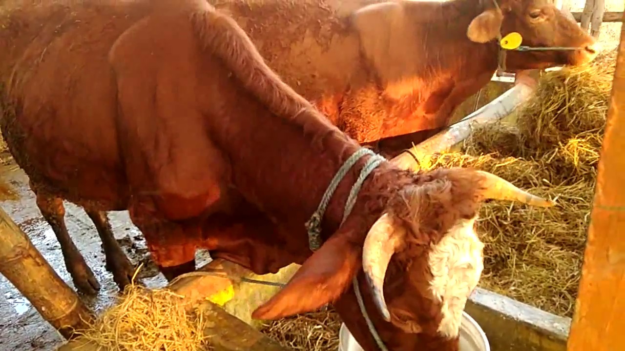 BRANGUS BULL L25UPER big Cow Breeder My country - YouTube