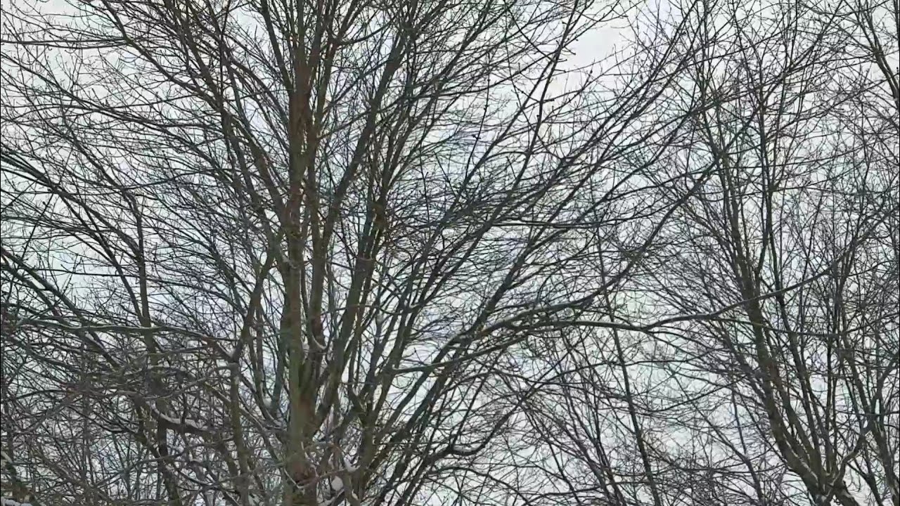 More Snow on December 16, 2019 - YouTube
