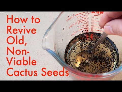 How to Germinate Old, Non-Viable Cactus Seeds