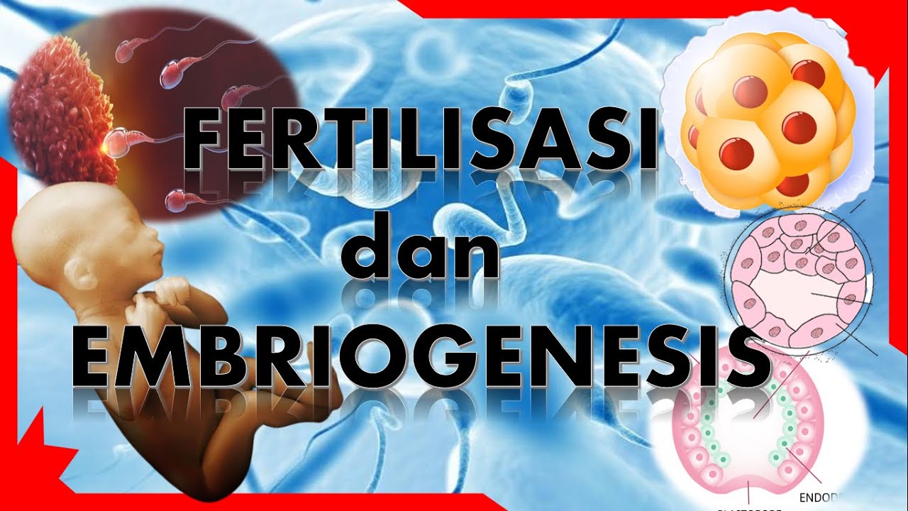 Fertilisasi dan Embriogenesis - YouTube