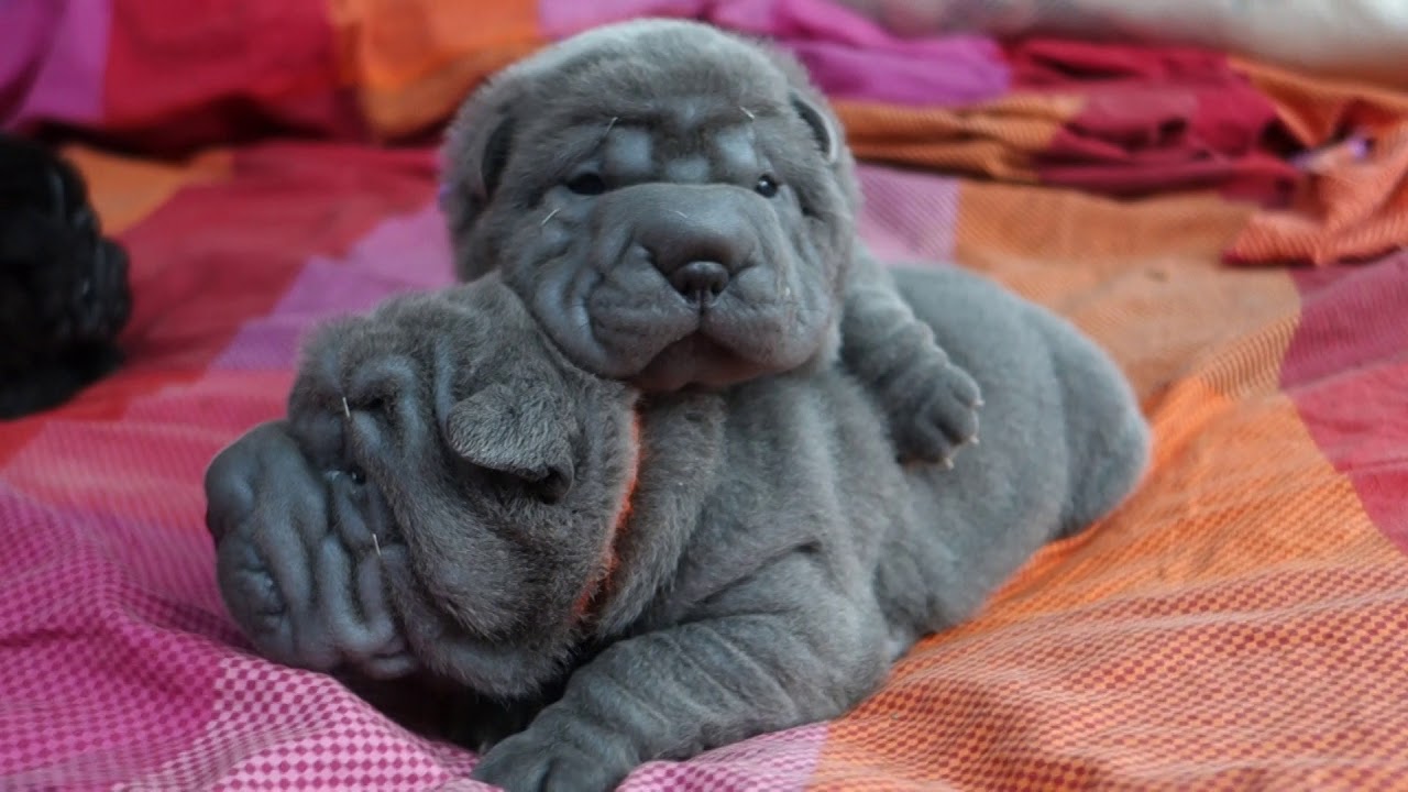 sharpei pups Vartdiv-Pootee 3 weeks old - YouTube