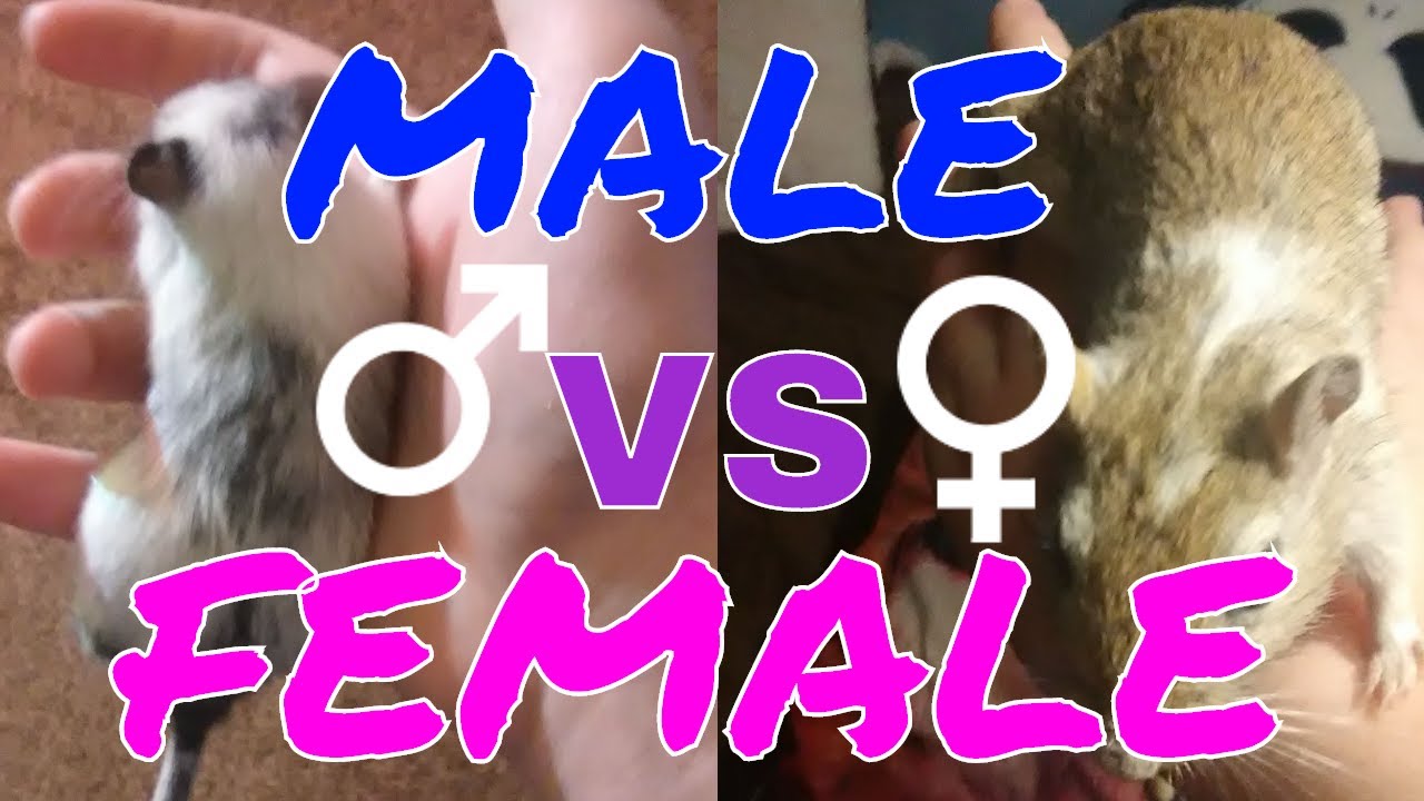 Male Vs female gerbils, chewing contest 「 time-lapse 」 - YouTube