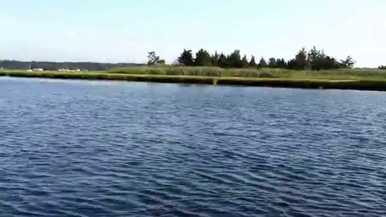 Flanders Bay Fishing - Cocktail Bluefish - YouTube