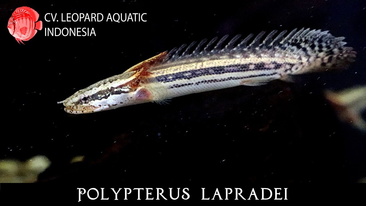 Polypterus lapradei. The JURRASIC beauty! (Leopard Aquatic D012B) - YouTube