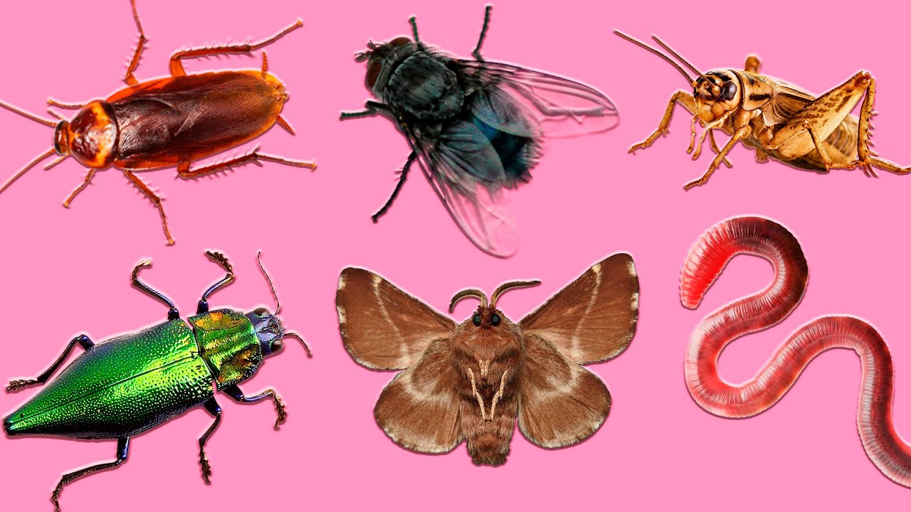 Learn Insects | Learn Name and Sounds of Insects for Kids in English ...