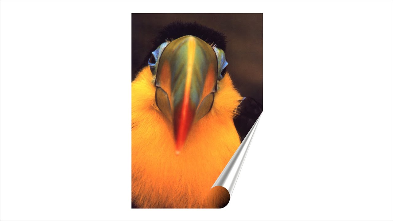 CorelDRAW Tutorial - How to Make Roll of Paper Effect In Coreldraw ...