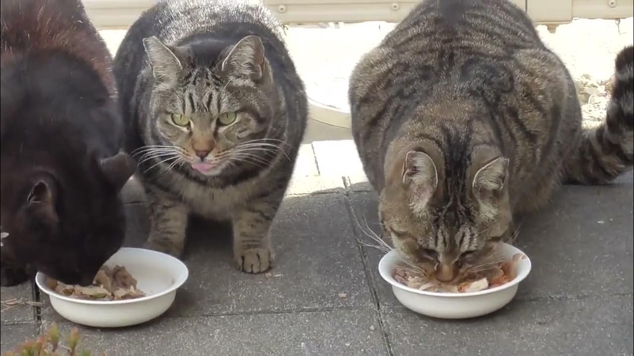 林崎散歩道ベンチ地域猫2025 1 28a - YouTube