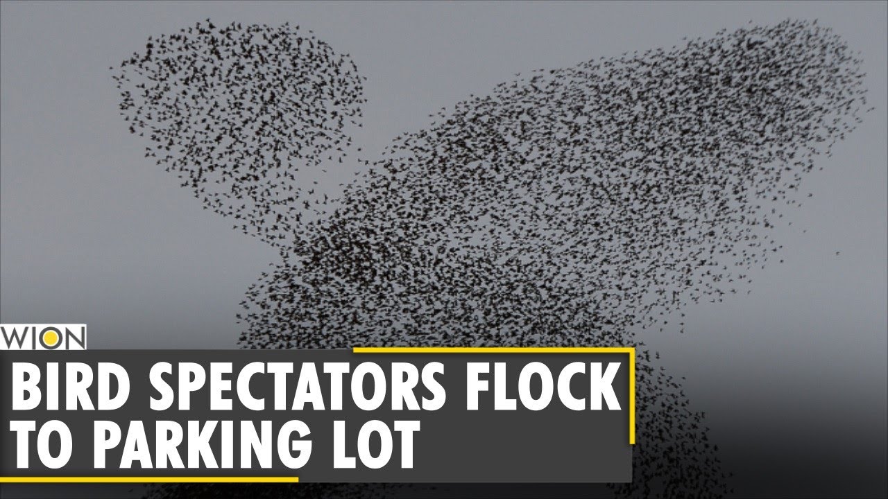 Unusual bird spectacle in Northern California | Bird spectators flock ...