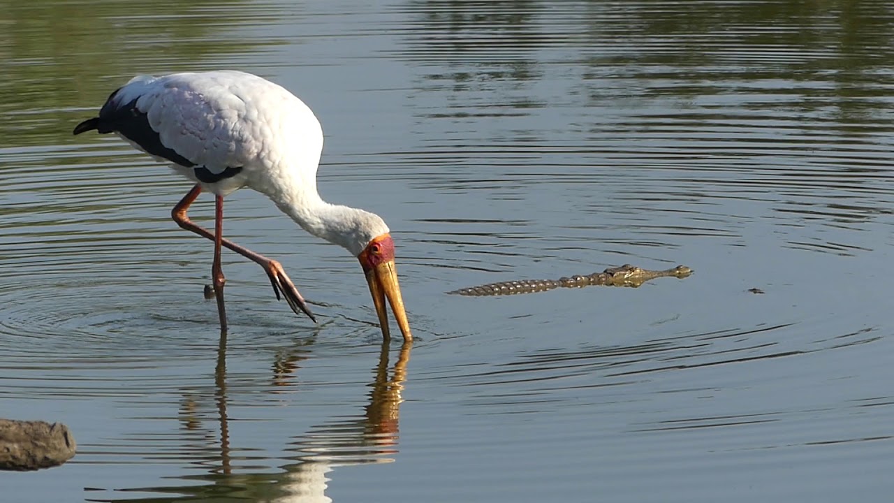 Nice Crocodile! - YouTube