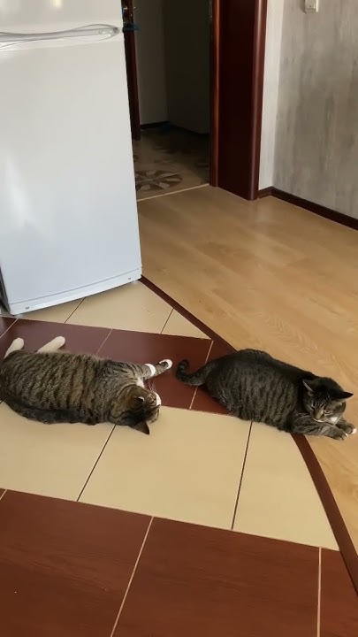 Кот Вася уговаривает кота Мишу с ним поиграть - YouTube