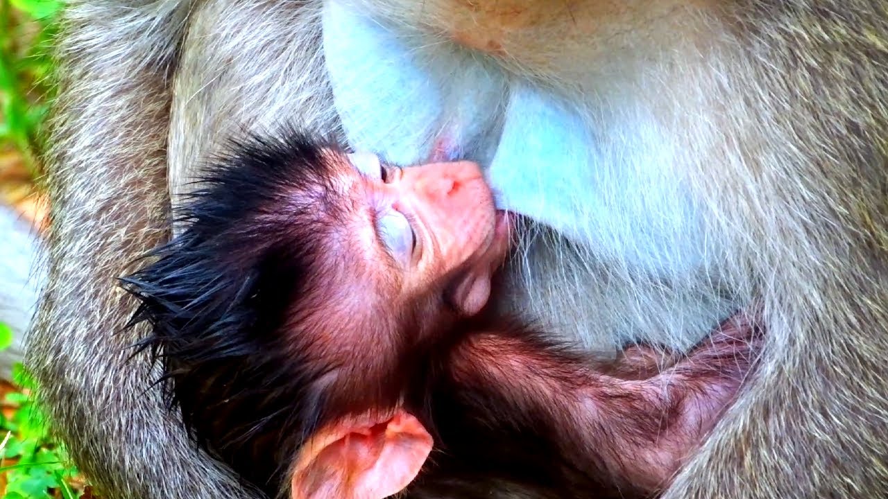 New born monkey looks lovely, mama monkey bring baby & relaxing - YouTube