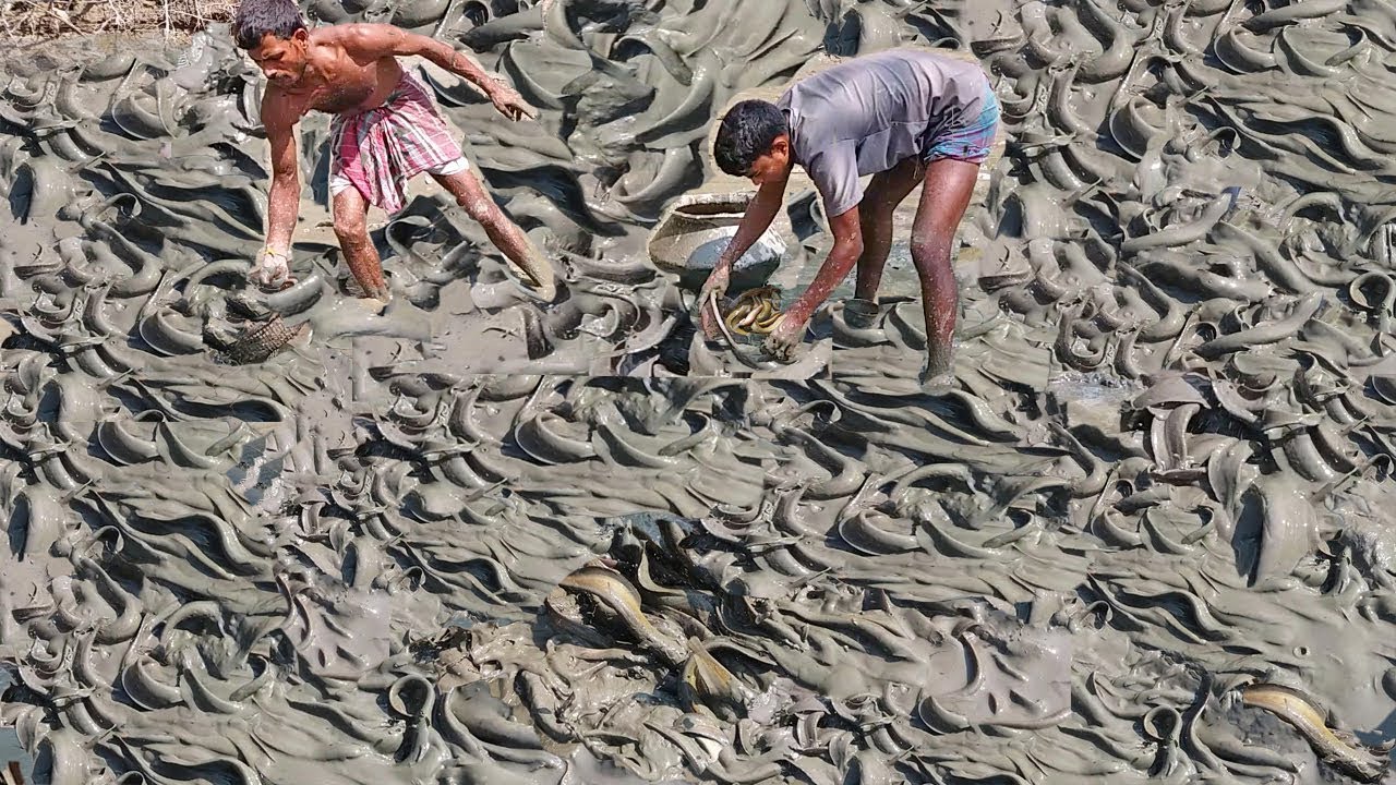 Amazing Uncountable Catfish Catching by Hand With Simple Tools | How To ...