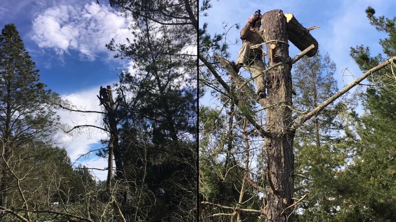 Bad Ass Tree Trimming - YouTube