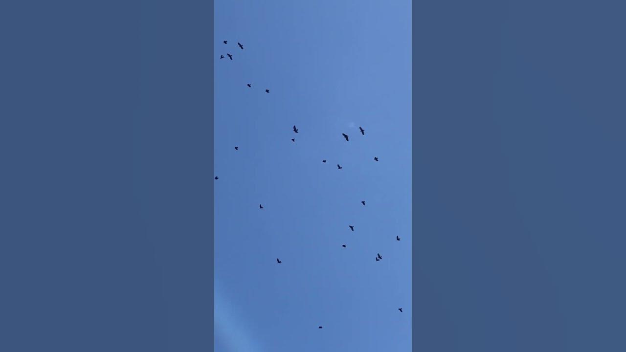 A flock of blackbirds in the sky #Birds #BirdLover#NewMexico - YouTube