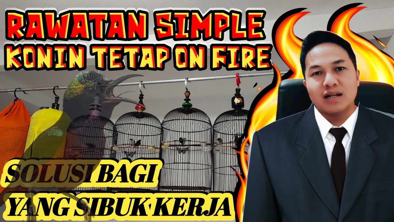 TIPS SIMPEL MERAWAT BURUNG KOLIBRI NINJA KONIN BAHAN, KONIN OMBYOKAN ...