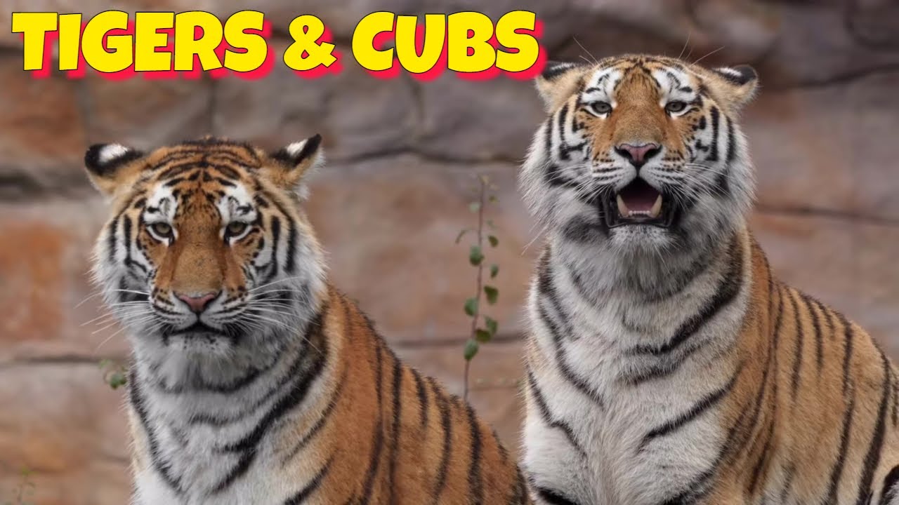 Cute Tiger Cubs Playing Around With Mum , Tigers Roaring & Growling ...