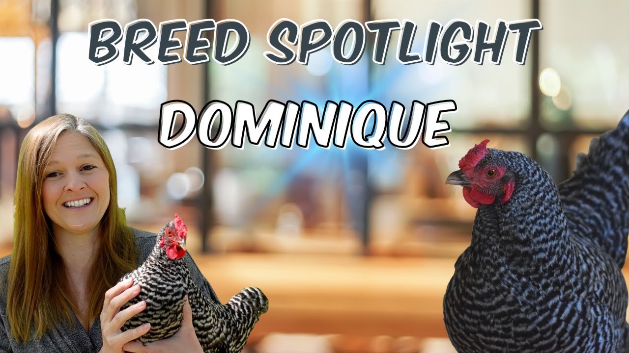 Meet the Dominique Chicken: The True American Heritage Breed - YouTube
