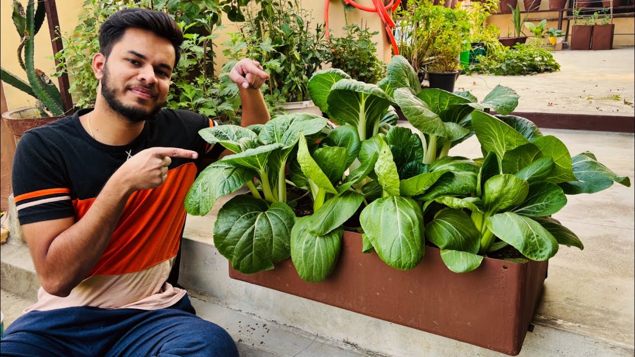 How to Grow Green Pak Choi/Bok Choy Plant at Home🌱|SEED TO HARVEST| In ...