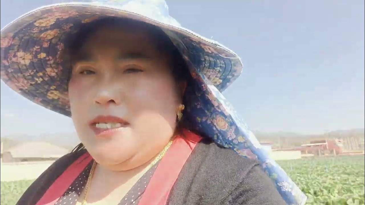 mus saib zaub thiab mus de zaub - YouTube