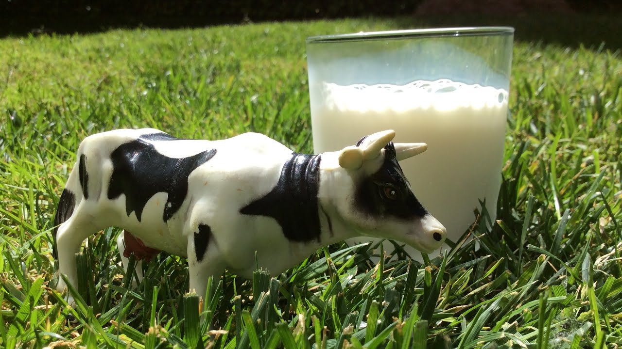 Documentaire - A quoi sert le lait de vache ? - YouTube