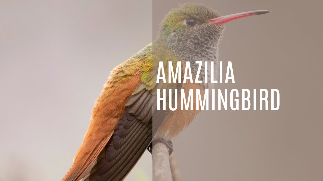 Amazilia Hummingbird (Amazilia Amazilia) - YouTube