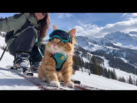 Bu Kedi, Sahibinin Onsuz Seyahat Etmesine İzin Vermiyor