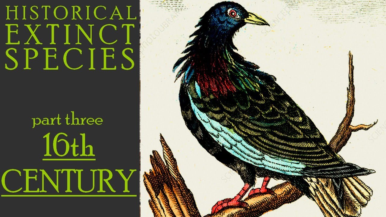 Historical Extinct Species #3 16th century - YouTube
