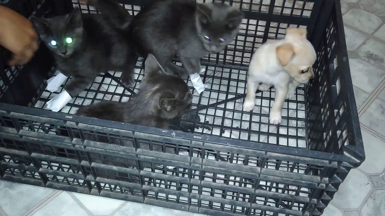 Kittens vs puppy #3 - YouTube