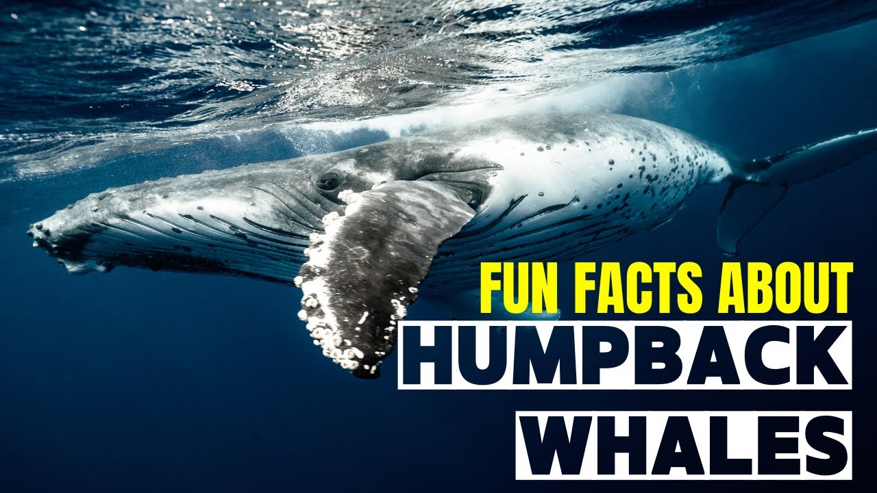 The humpback whale || Fun Facts About #humpbackwhale Whales # ...