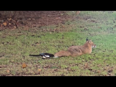 Magpie vs Fox / Magpie pecking Fox