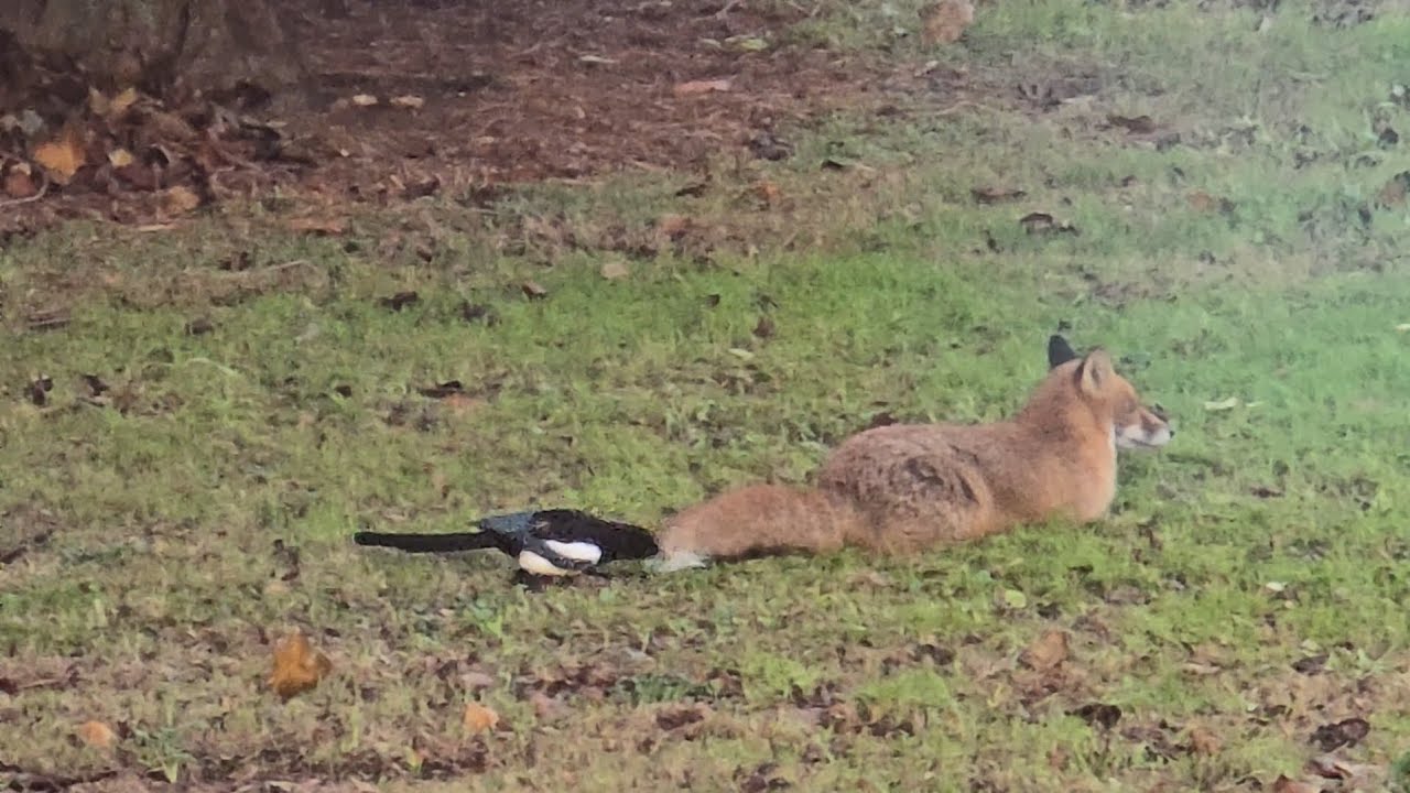 Magpie vs Fox / Magpie pecking Fox - YouTube